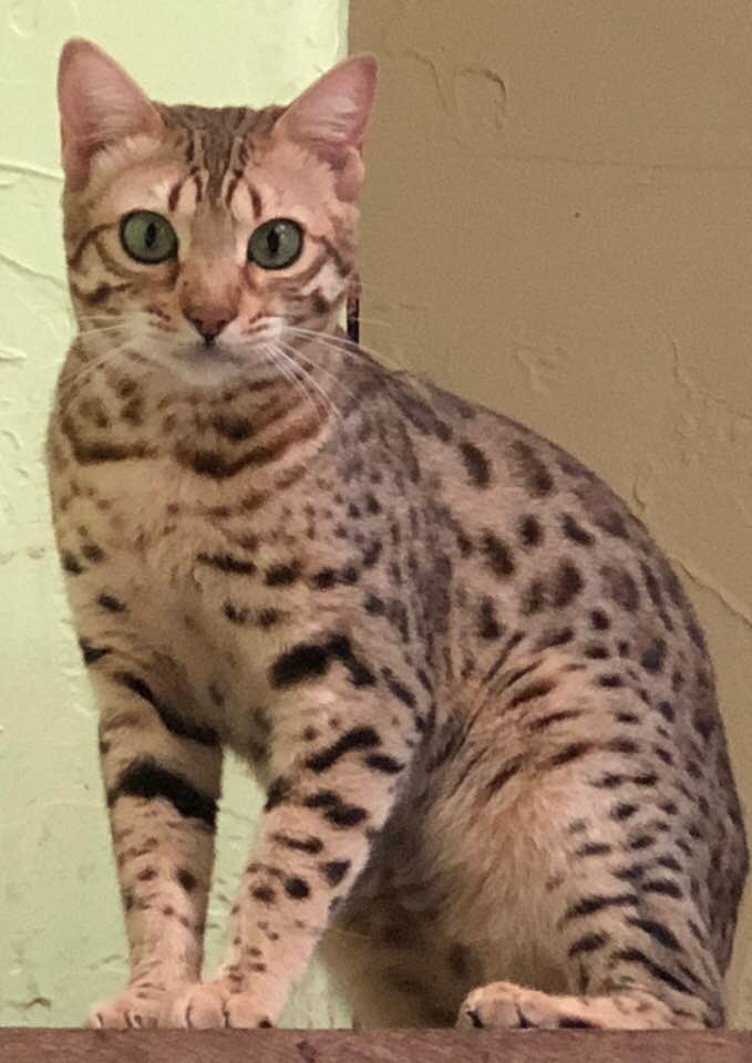 Our Queens – Rainforest Bengals